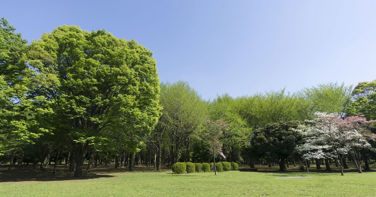 Audioguía PARQUE YOYOGI Guía Turística | MyWoWo